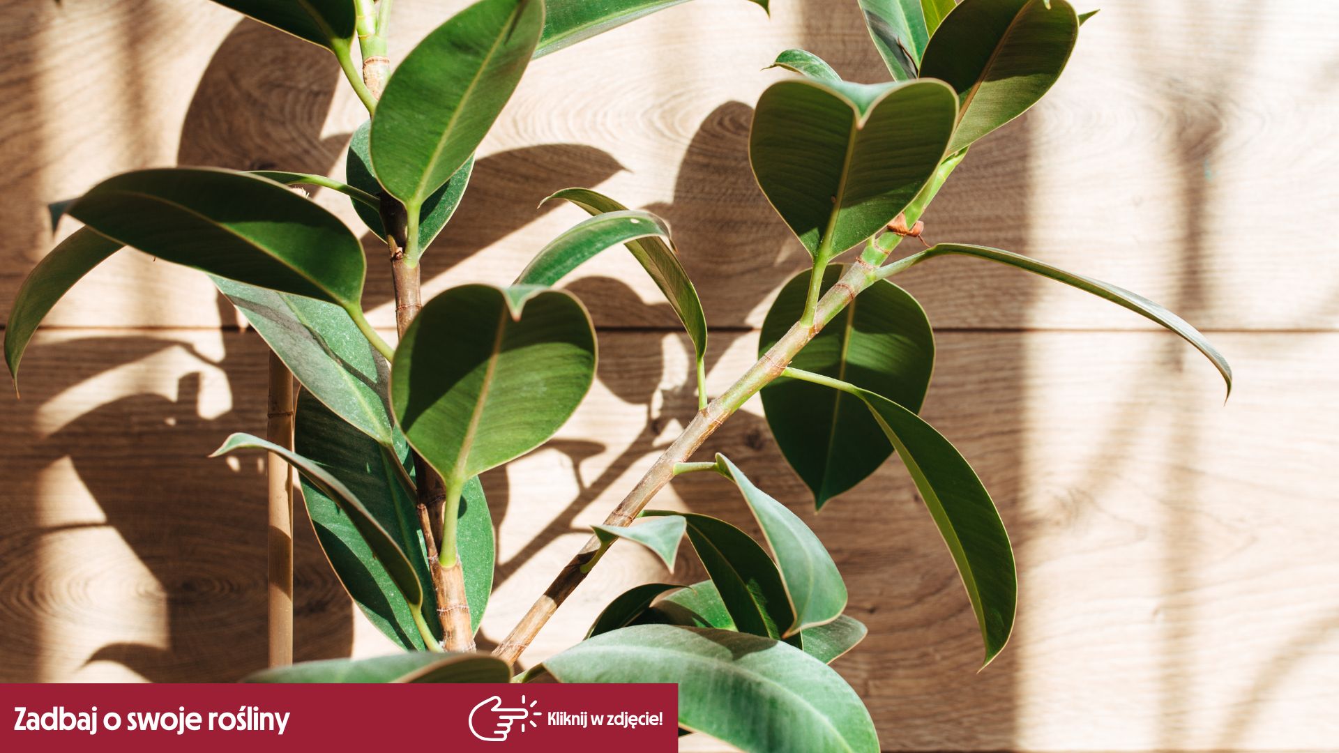 Fikus – jak dbać? Uprawa, pielęgnacja, podlewanie, przycinanie